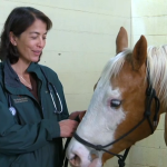 Dr. Diana Hassel - I Am An Equine Veterinarian